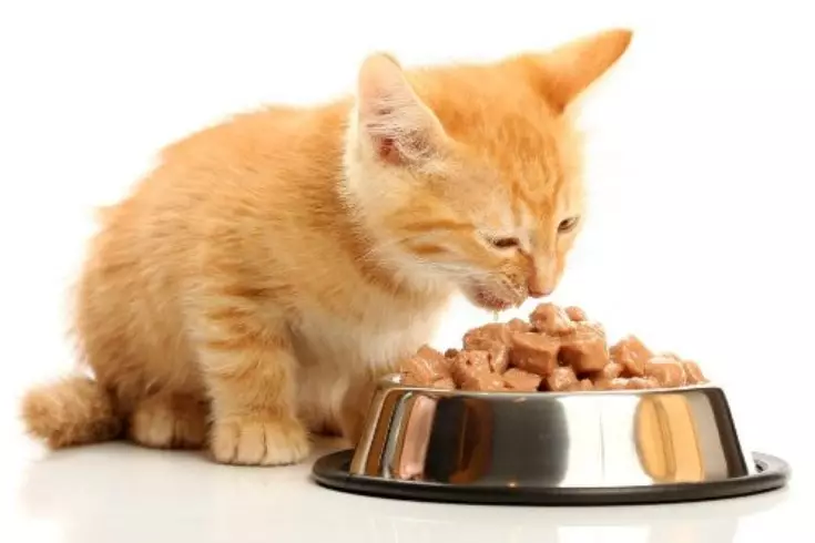 Κατηγορίες τροφίμων γάτας: σύγκριση και λεπτομερής ανάλυση