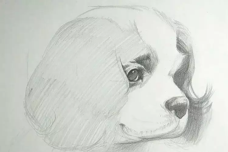 Nakreslená tvár psa