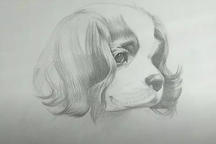 رسم الكلب