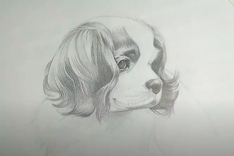 Pencil drawing