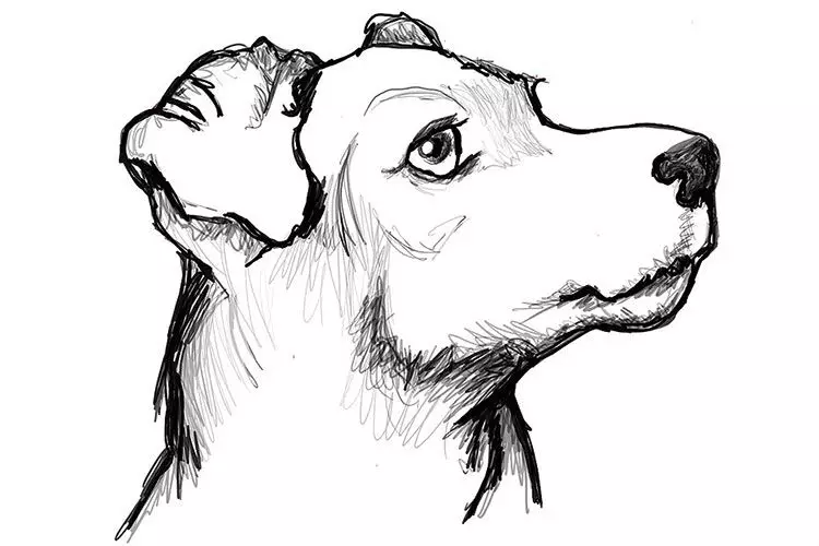 Fox terrier pintado
