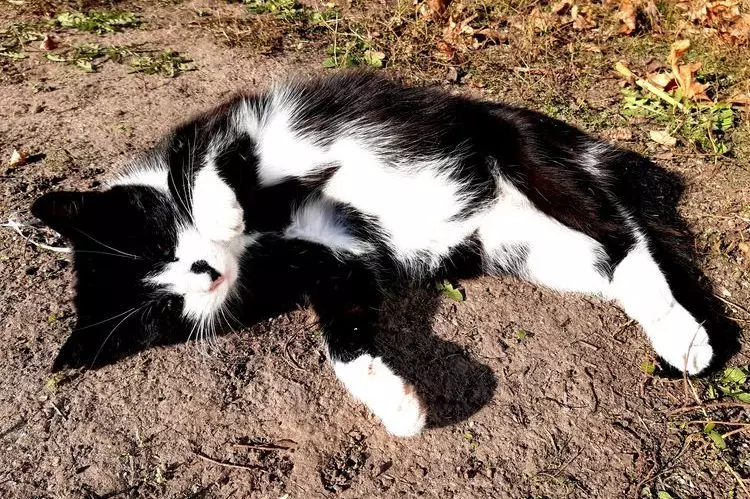 Swart en wite kat leit op 'e grûn