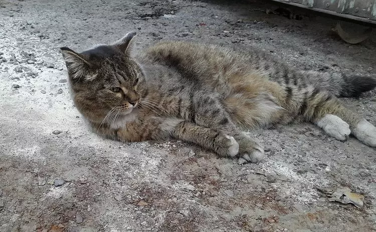 Pisîk di nav tozê de dimîne