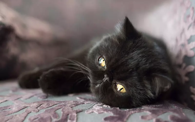 Names for black cat and cat