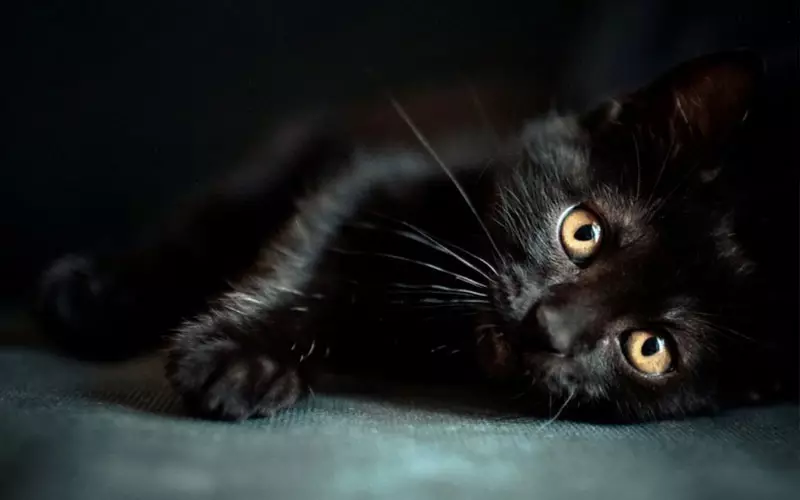 Creative names for black kitten