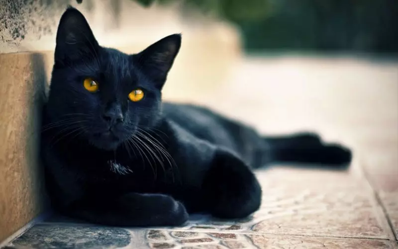 Nomes para gato preto e gato (popular, incomum, temático, criativo)