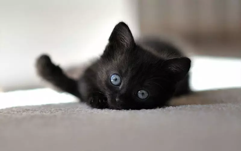 Como escolher um nome para um gatinho preto