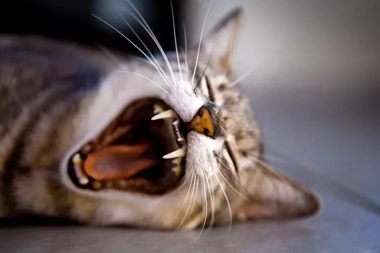 Cat yawns