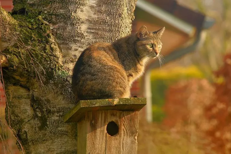 Historia de la domesticación de gatos