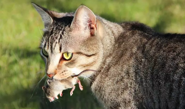 Gato y ratón