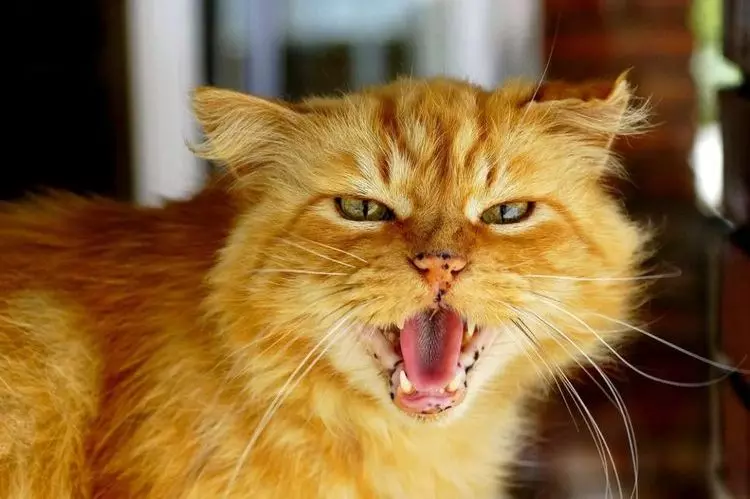 Ginger cat yayi tsokaci