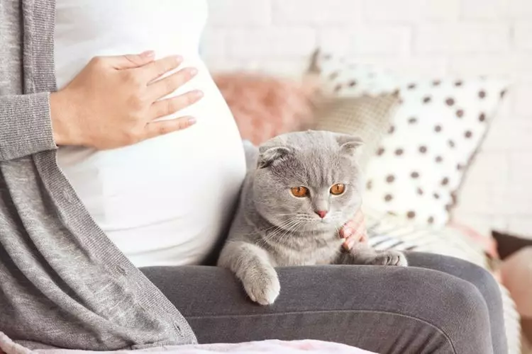 Gravid tjej och brittisk katt