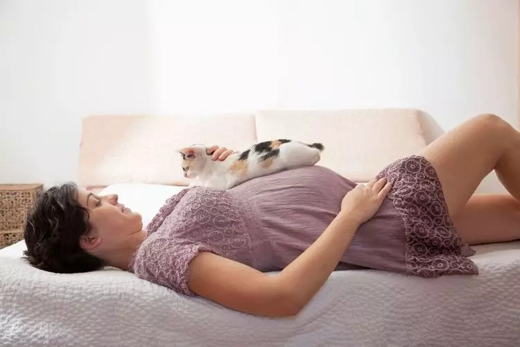 Tricolor katt ligger på en gravid flicka