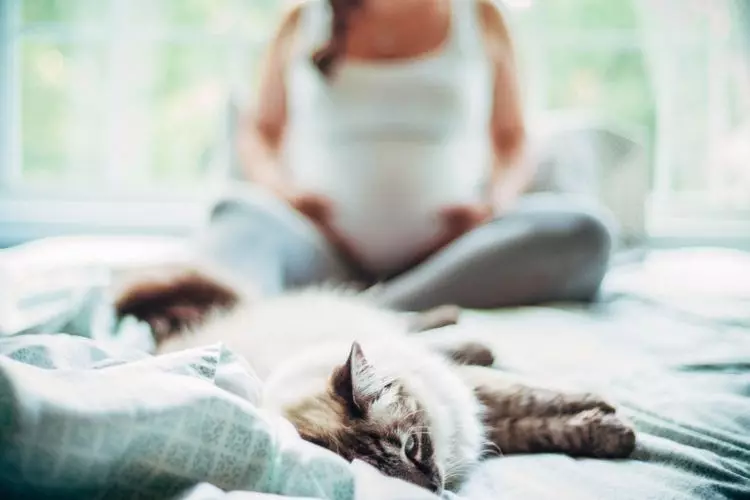 گربه و دختر باردار