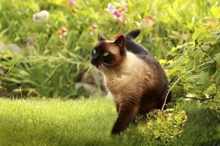 Katze für einen Spaziergang