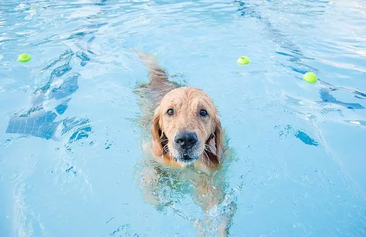 कुत्रा पोहतो
