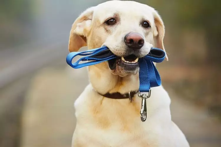 Labrador với một sợi dây xích trên răng