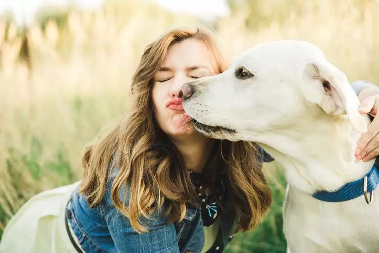 Labrador sleikir andlit húsmóðurinnar