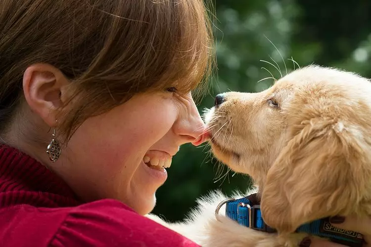 Anak anjing Labrador menjilat pemiliknya