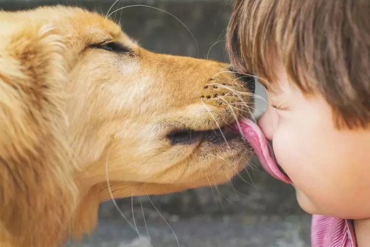 Il cucciolo lecca la faccia del bambino