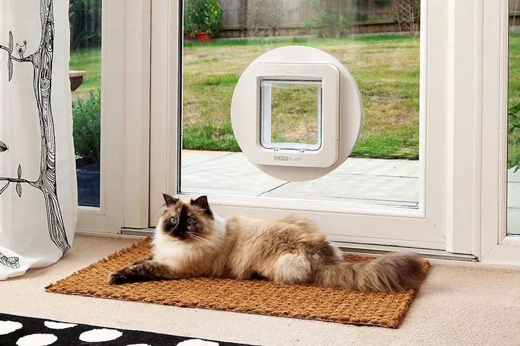 Door for cats and cats