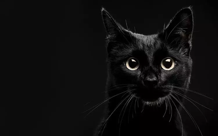 Les chats voient-ils dans le noir