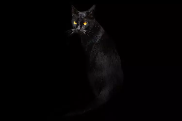 Gato en la oscuridad