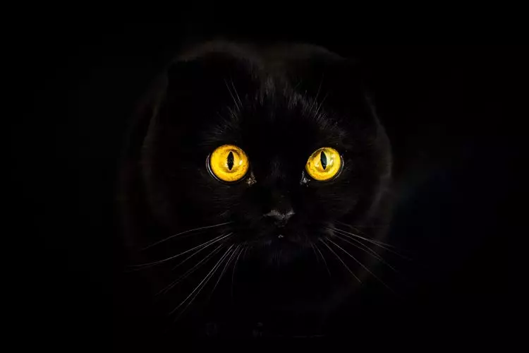 Les yeux d'un chat brillent dans le noir