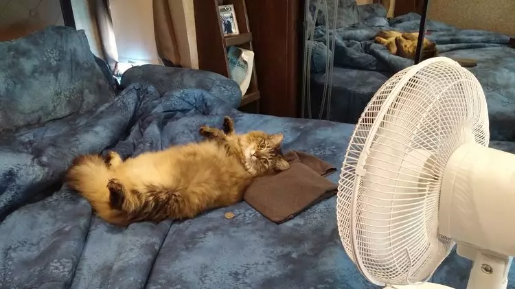 Cat under the fan