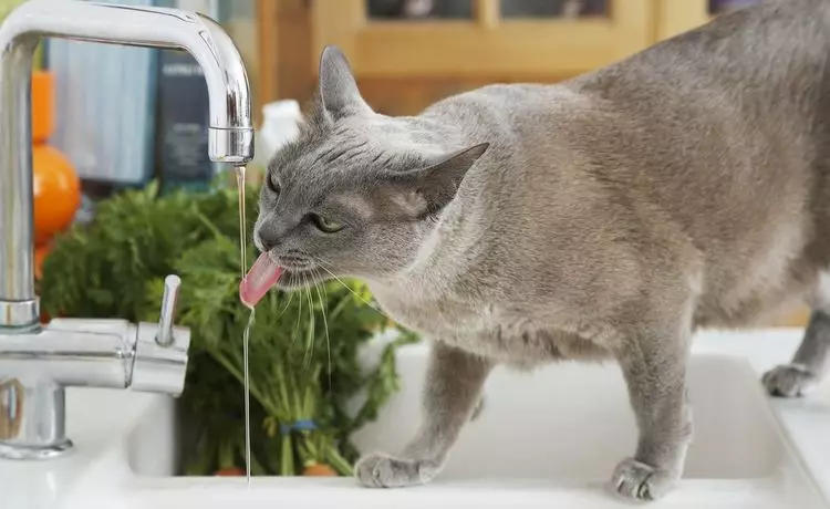 Mačka pije iz slavine