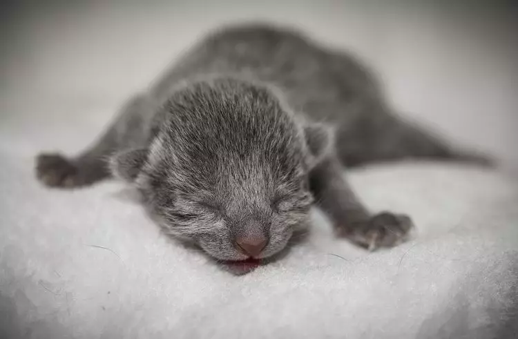 Ako sa starať o mačiatko | novorodenci, žiadna mačka