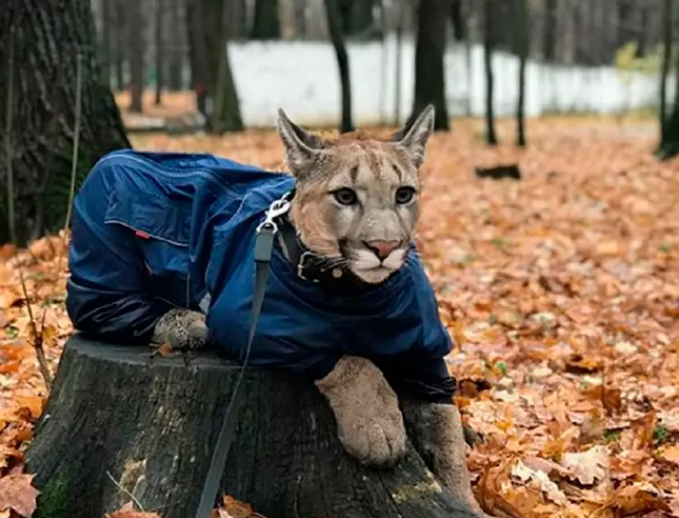 hvordan bor en puma i en leilighet