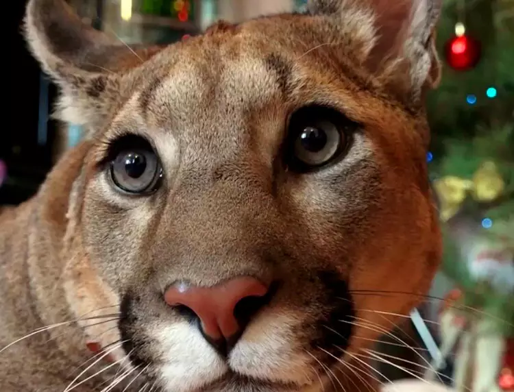 hjemmelaget cougar messi