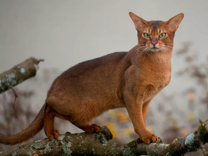 飼い猫プーマ：写真、ビデオ、品種の説明 5458_5