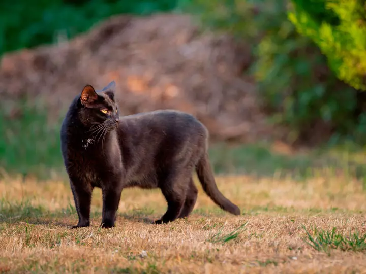 飼い猫プーマ：写真、ビデオ、品種の説明 5458_6