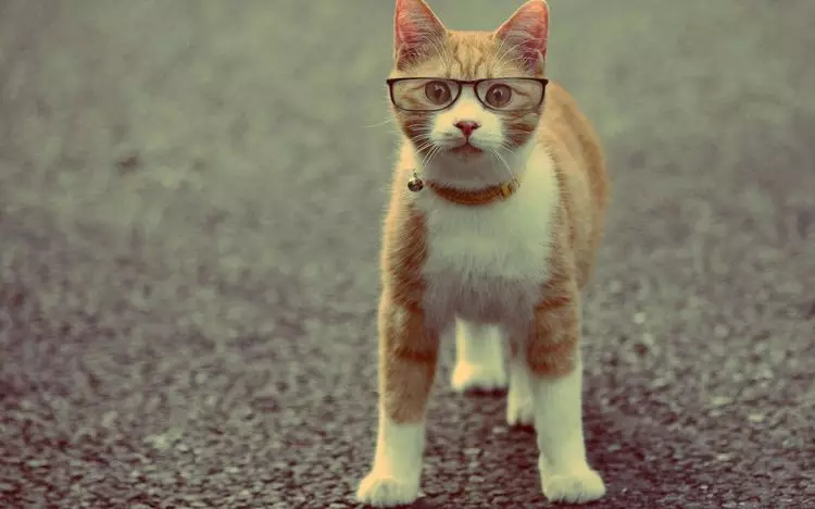 القط مع الياقة والنظارات
