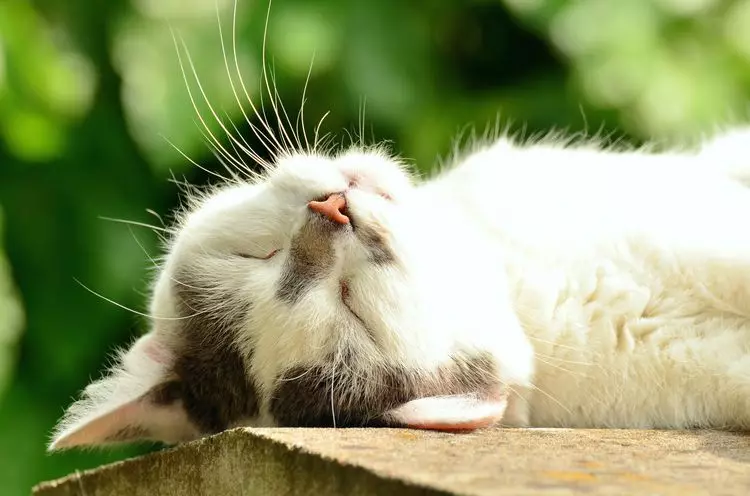 Con mèo ngủ trong ánh nắng mặt trời