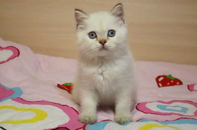 Scottish cats cattery Snow City