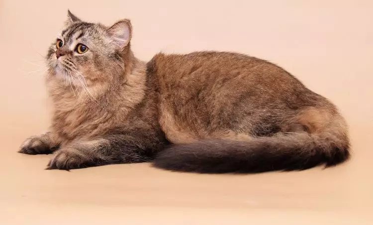 Caja mágica para gatos escoceses