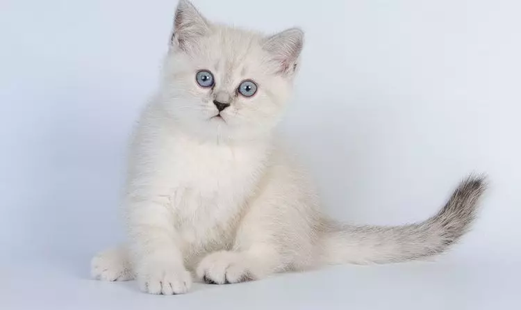 Chatterie de chats écossais Anthologie