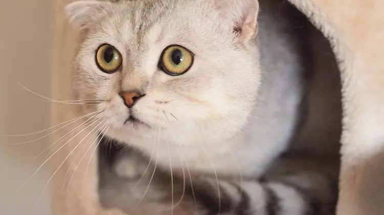 Scottish cats cattery in Moscow