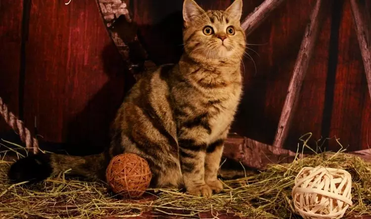 Scottish cats cattery Kalistofius cats