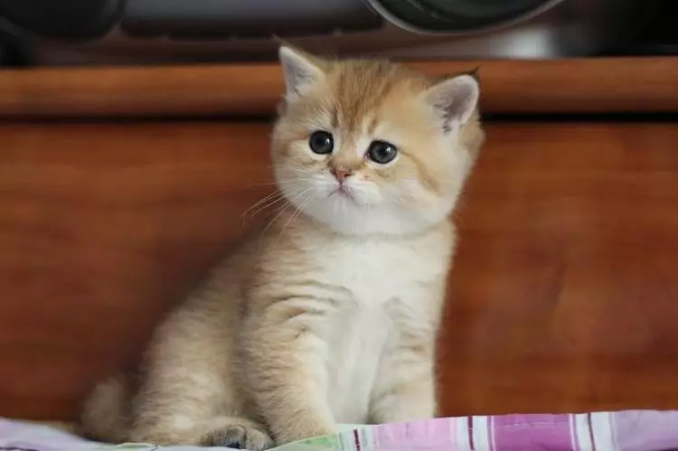 Charm de plata para criadero de gatos escoceses