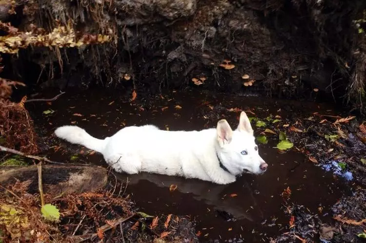 თეთრი ძაღლი ტალახში