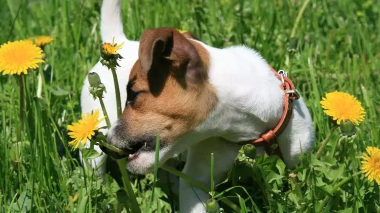 Perro comiendo dientes de león