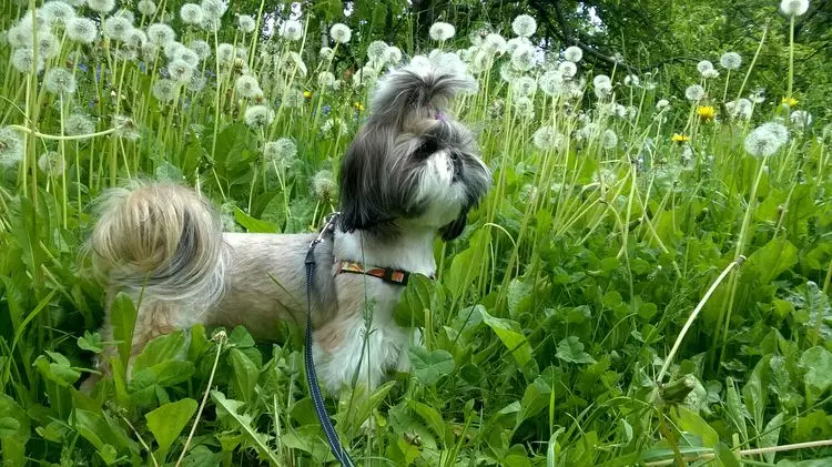 Shih Tzu hutembea kwenye dandelions