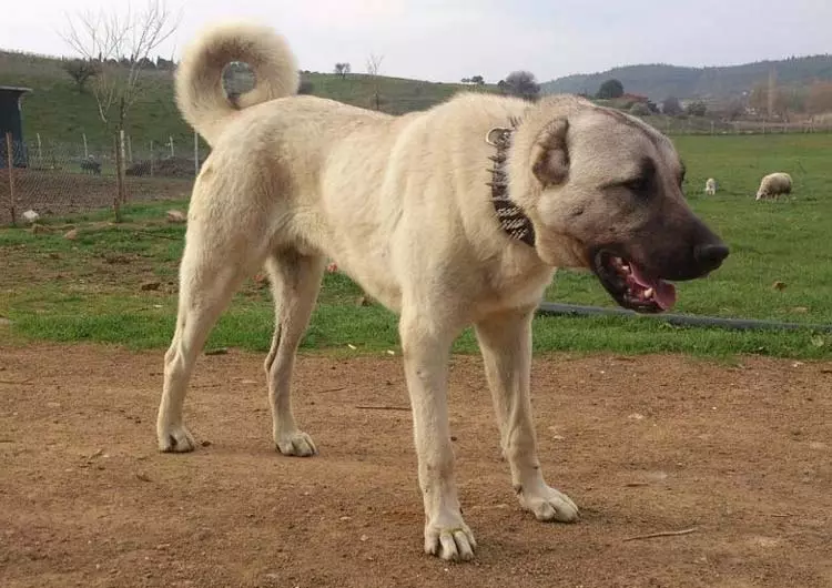 Tork Akbash (Anatolian Shepherd Dog): ritratt u deskrizzjoni tar-razza tal-klieb