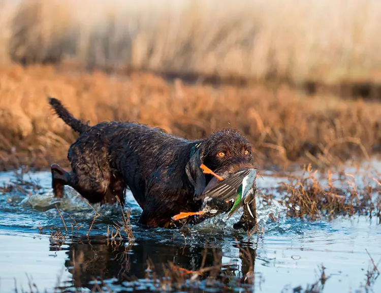 poodlepointer in water