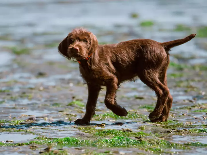 Pudle Pointer (Poodle Pointer): një përshkrim i racës së qenve me foto dhe video 5500_10