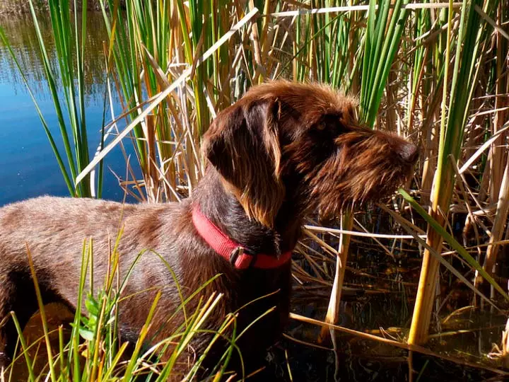 Pudle Pointer (Poodle Pointer): një përshkrim i racës së qenve me foto dhe video 5500_11